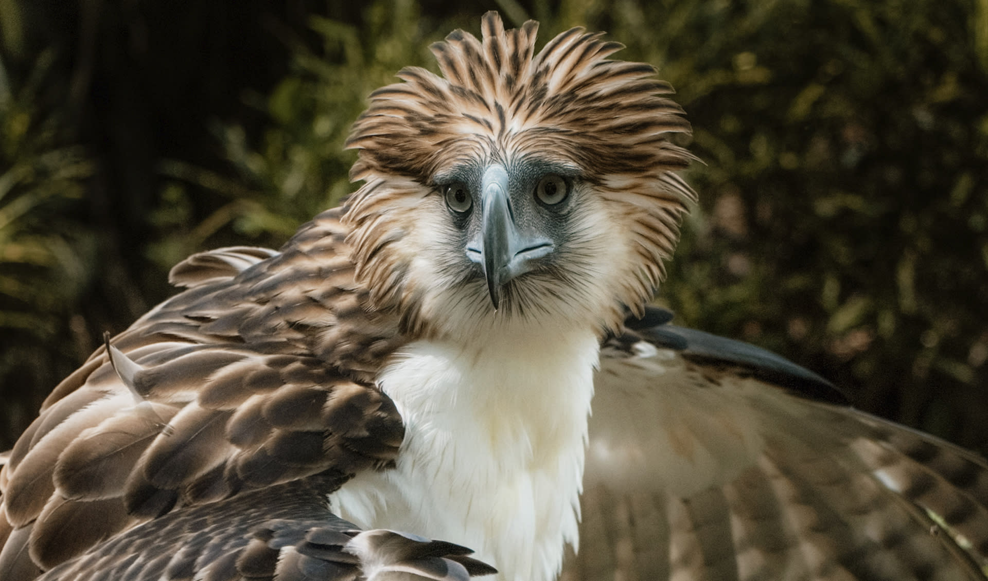 Philippine eagle facts, distribution & population | BioDB